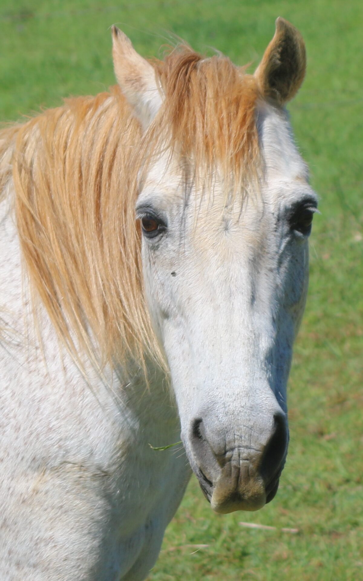 Meet our Riding for the Disabled Horses - Riding for the Disabled
